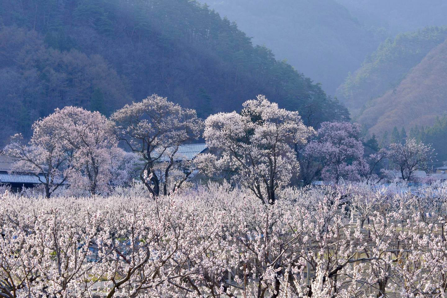 Frühling in Chikuma mit Kirschblüte und Aprikose - JAPANDIGEST