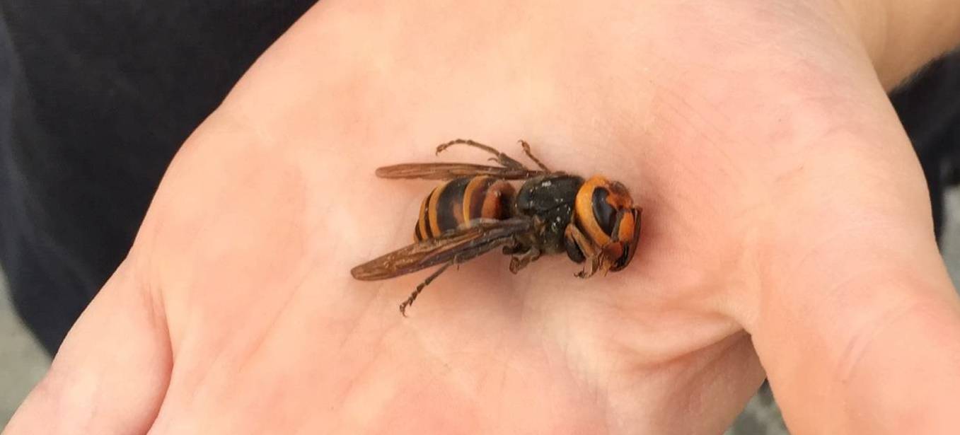 Mörderische Sommer und Insekten in Japan - JAPANDIGEST