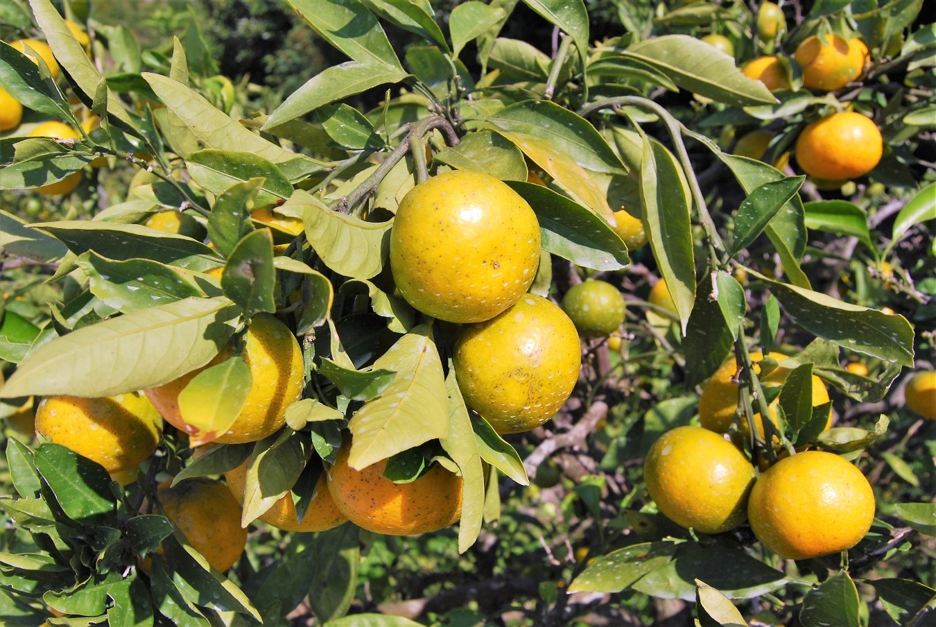 Mikan – Das japanische Zitrusfrucht-Wunder - JAPANDIGEST