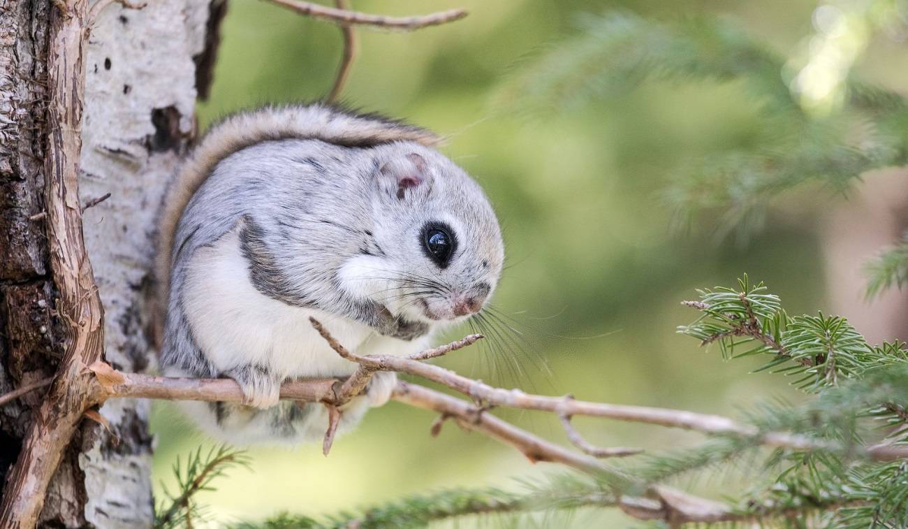 Top 10 Tiere in Japan und wo man sie findet - JAPANDIGEST